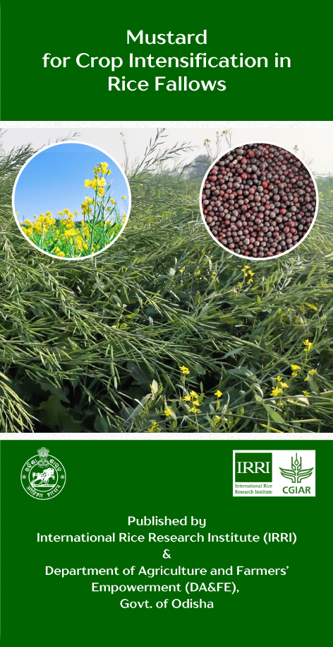 Mustard for Crop Intensification in Rice Fallows - Rice Based Cropping ...